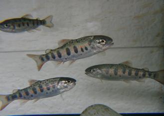 その他水産物の写真館／浜松市